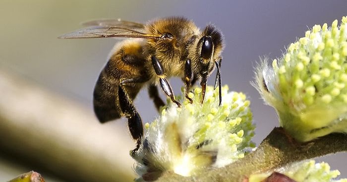 Apa Manfaat Lebah Penyengat bagi Manusia? | Belajar Sampai Mati