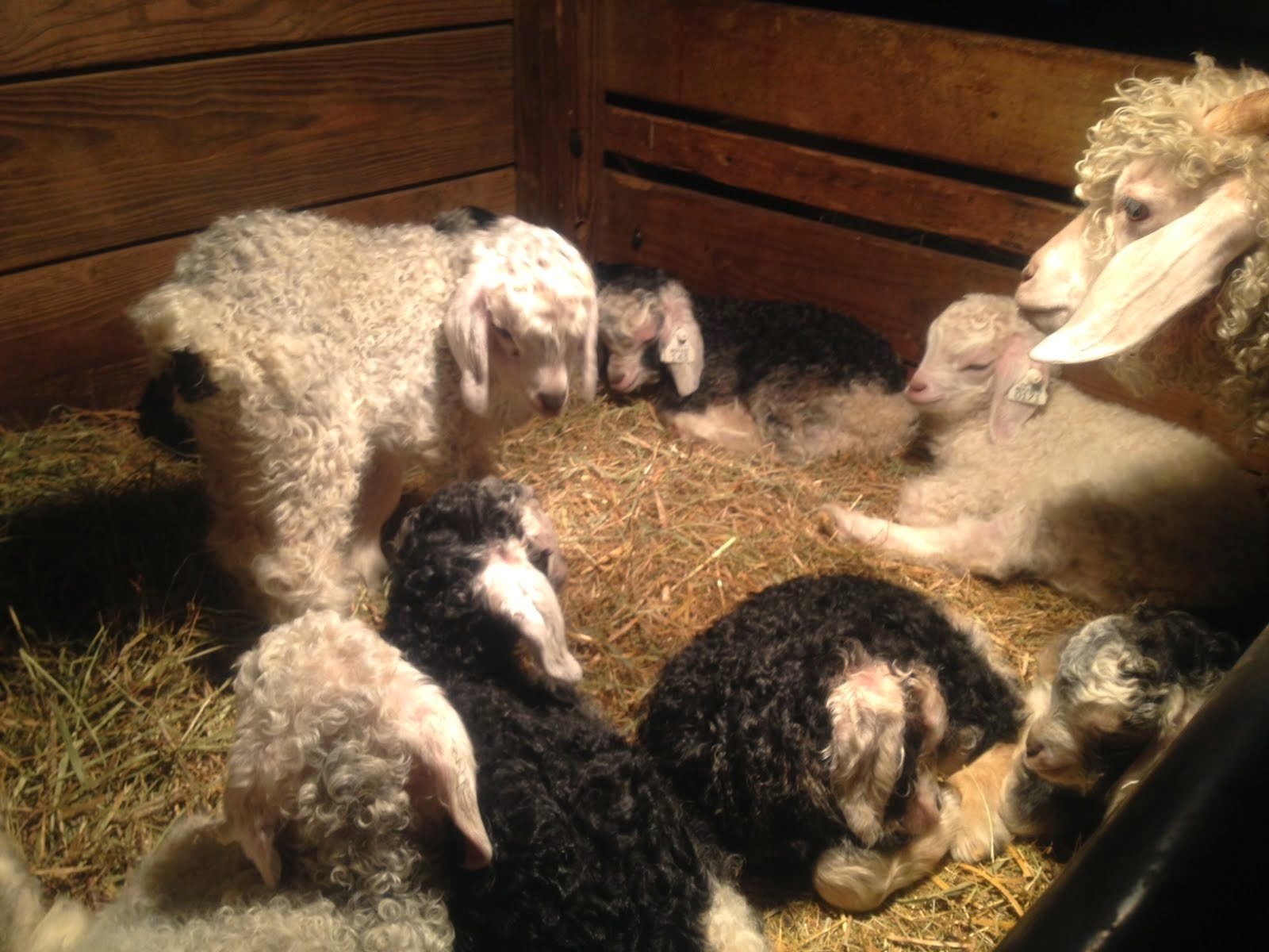Avalon Springs Farm: Colored Angora Goat Breed History