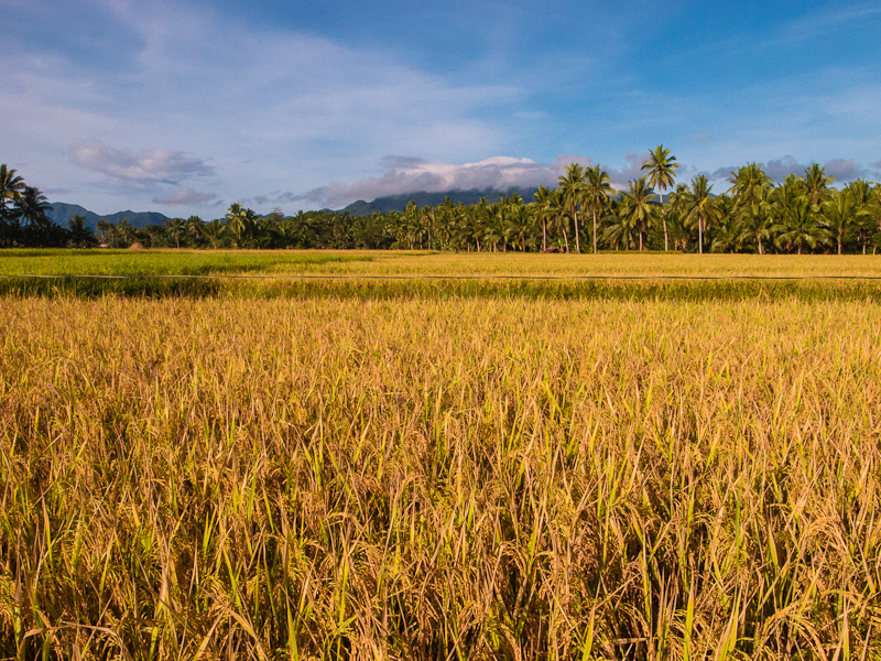 Philippine Rice Field Harvest