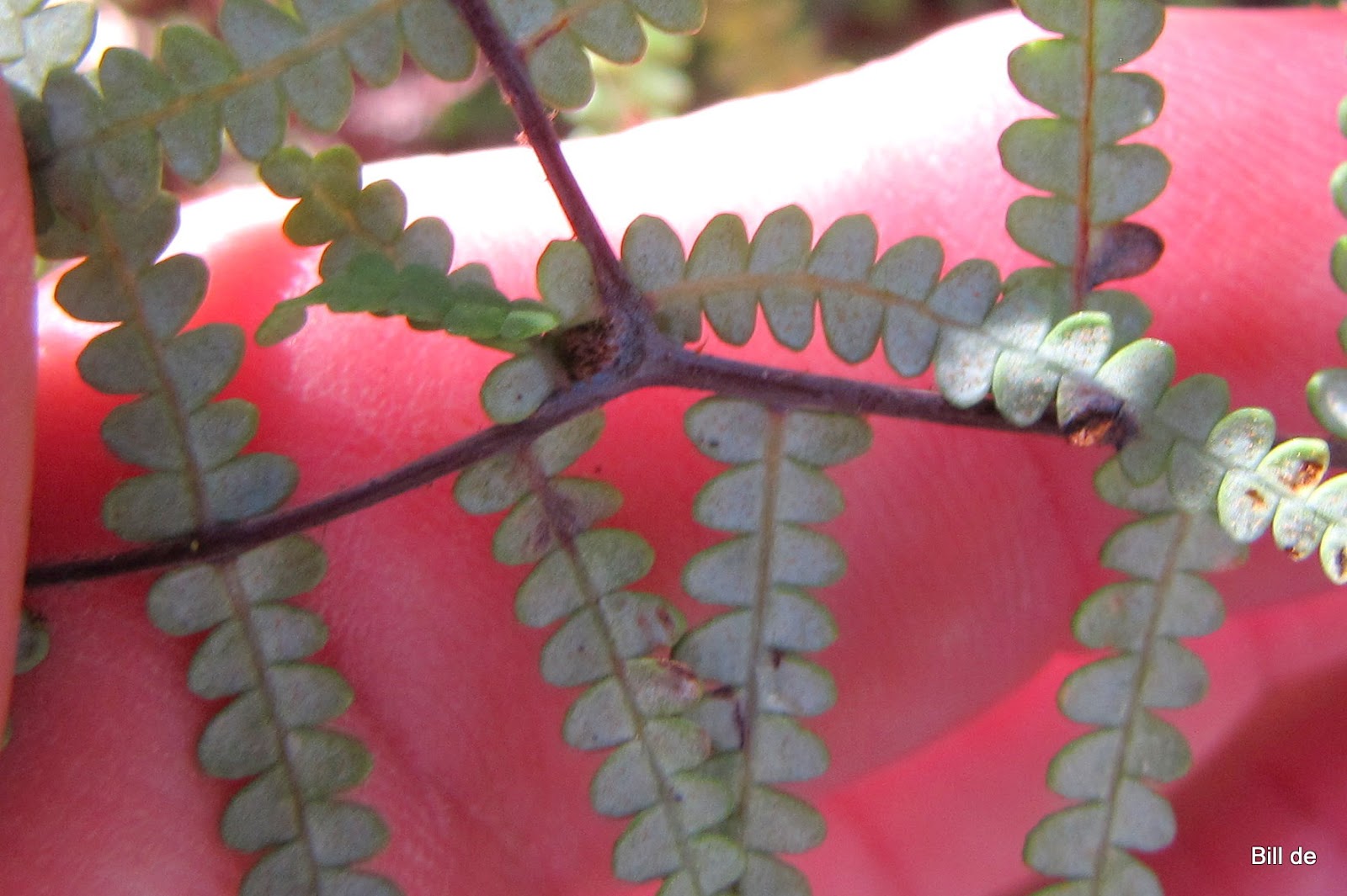 Sydney's Wildflowers and Native Plants: Gleichenia rupestris - Coral Fern.