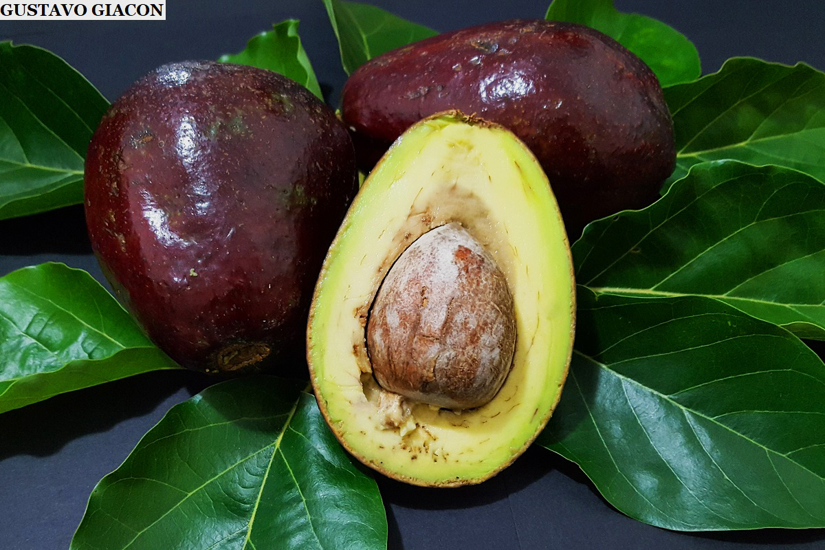 Blog do Viveirista: Abacate Roxo ( Persea americana )