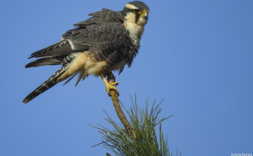 Observando aves: Halcón plomizo