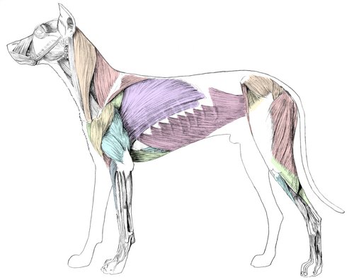 Picture of Dog Skeleton Diagram | Dogs | Pinterest | Dog Skeleton ...