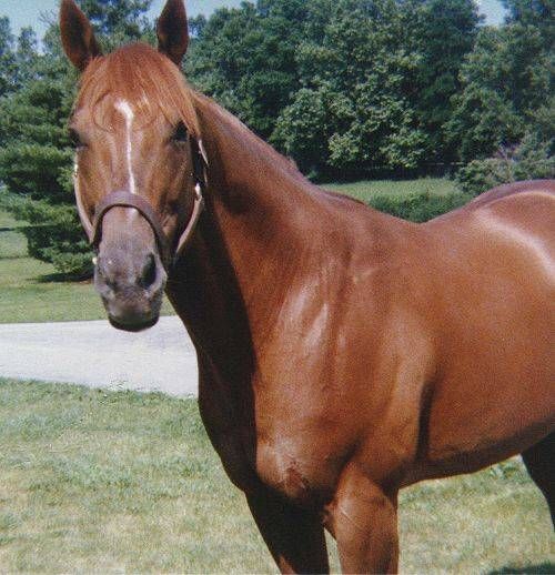 RETRO KIMMER'S BLOG: SECRETARIAT WINS THE TRIPLE CROWN JUNE 9 1973