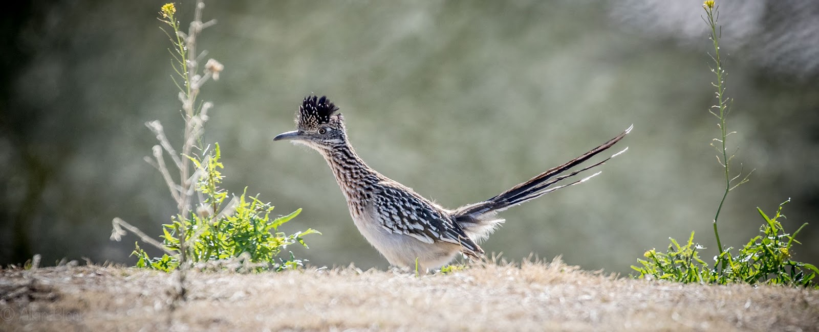 Feather Tailed Stories: Roadrunner