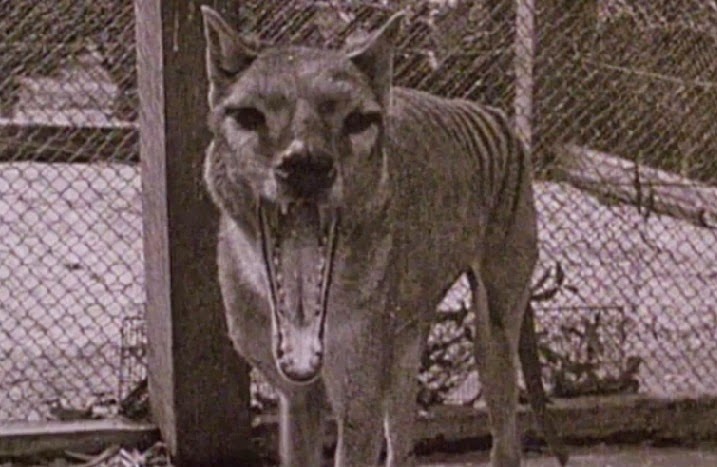 The Bloody Pit of Horror: Howling III (1987)