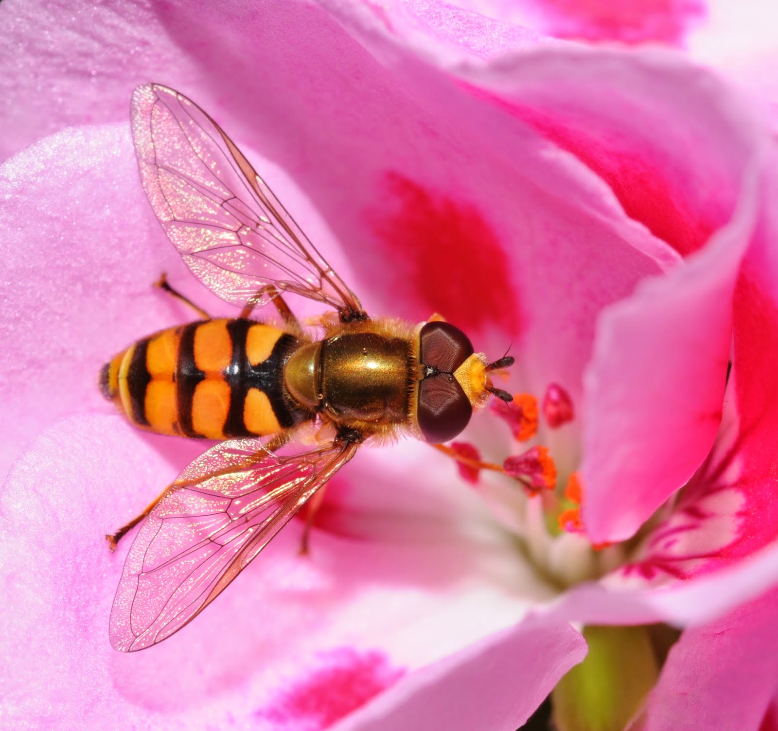 Nature and Farming: Insect: Hoverfly