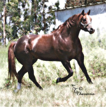 The Perfect Horse: World-class halter horses