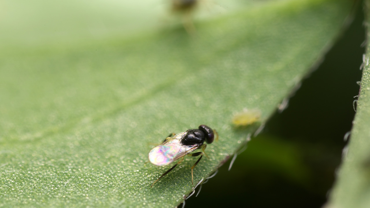ムシをデザインしたのはダレ？: ツヤコバチ科 ( Aphelinus sp. ) 産卵