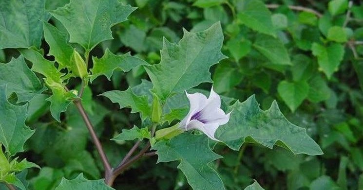 Viaggio nel Mondo: Stramonio