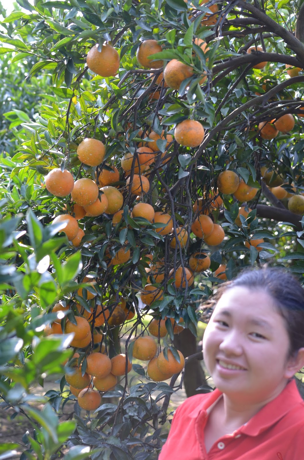 Our Journey : (Day 10) Taiwan Hsinchu District - Chinese Oranges Farm ...