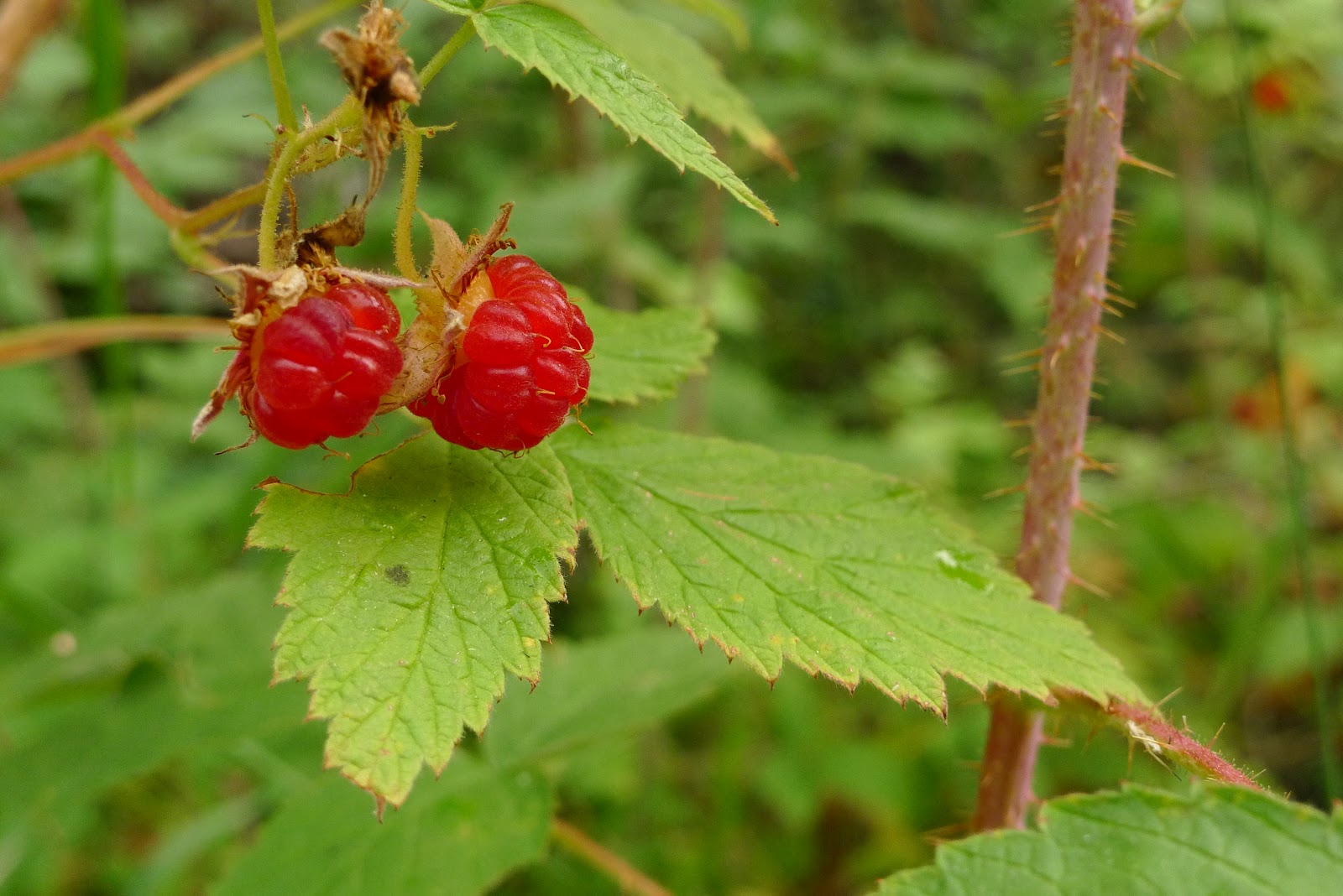 Wild Harvests: The Midwest Wild Harvest Festival, another foraging journey