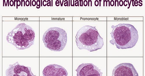 Medical Laboratory and Biomedical Science: Morphological evaluation of ...