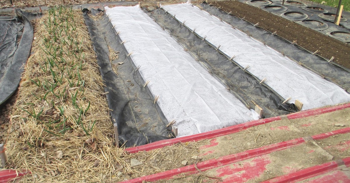 The Deliberate Agrarian: Solarizing Garden Beds
