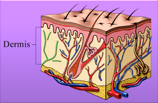 Capas de la Piel ~ Biopsicosalud