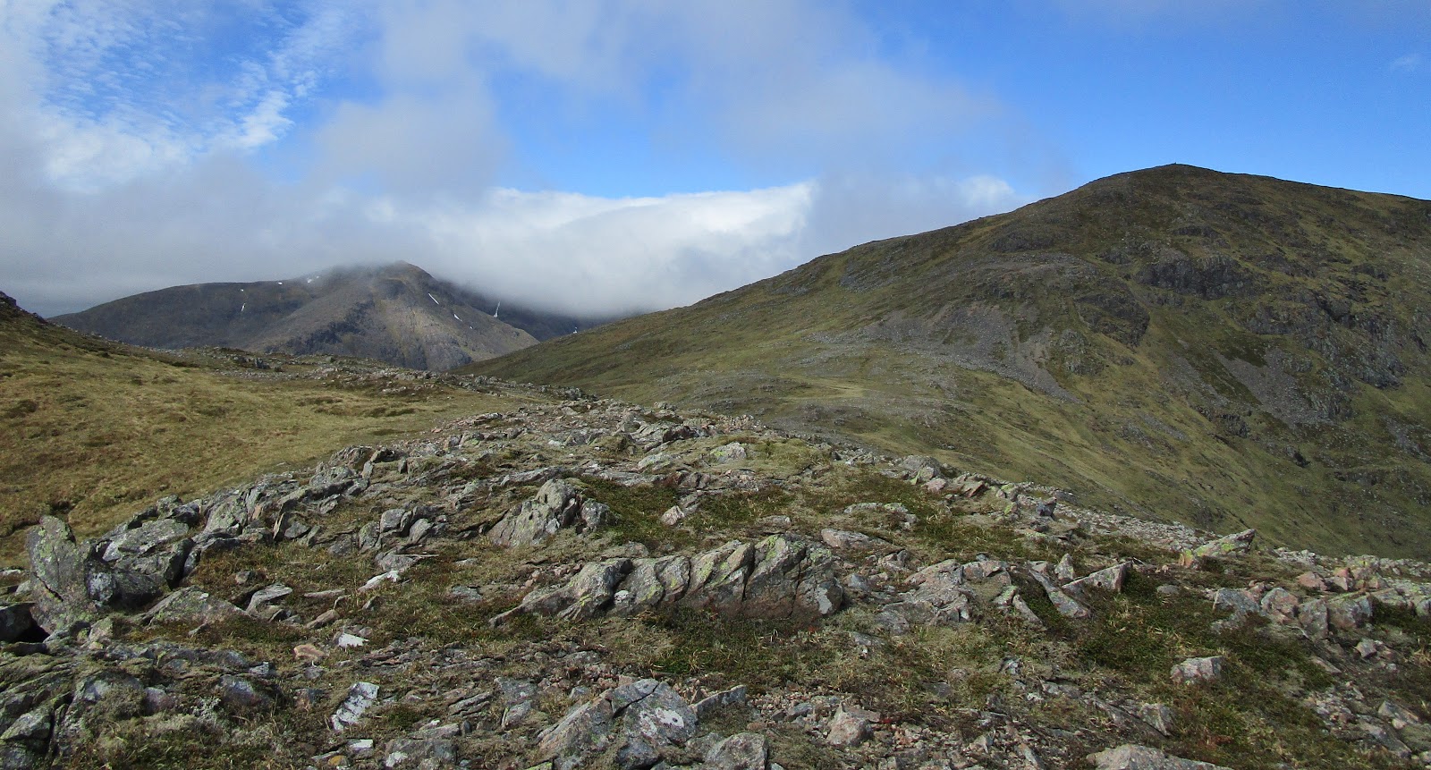 Big Gorse Bush: May 2019