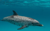 Delfines: Tipos de delfines
