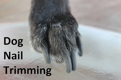 Dog nails 101- How to trim a dogs nails correctly
