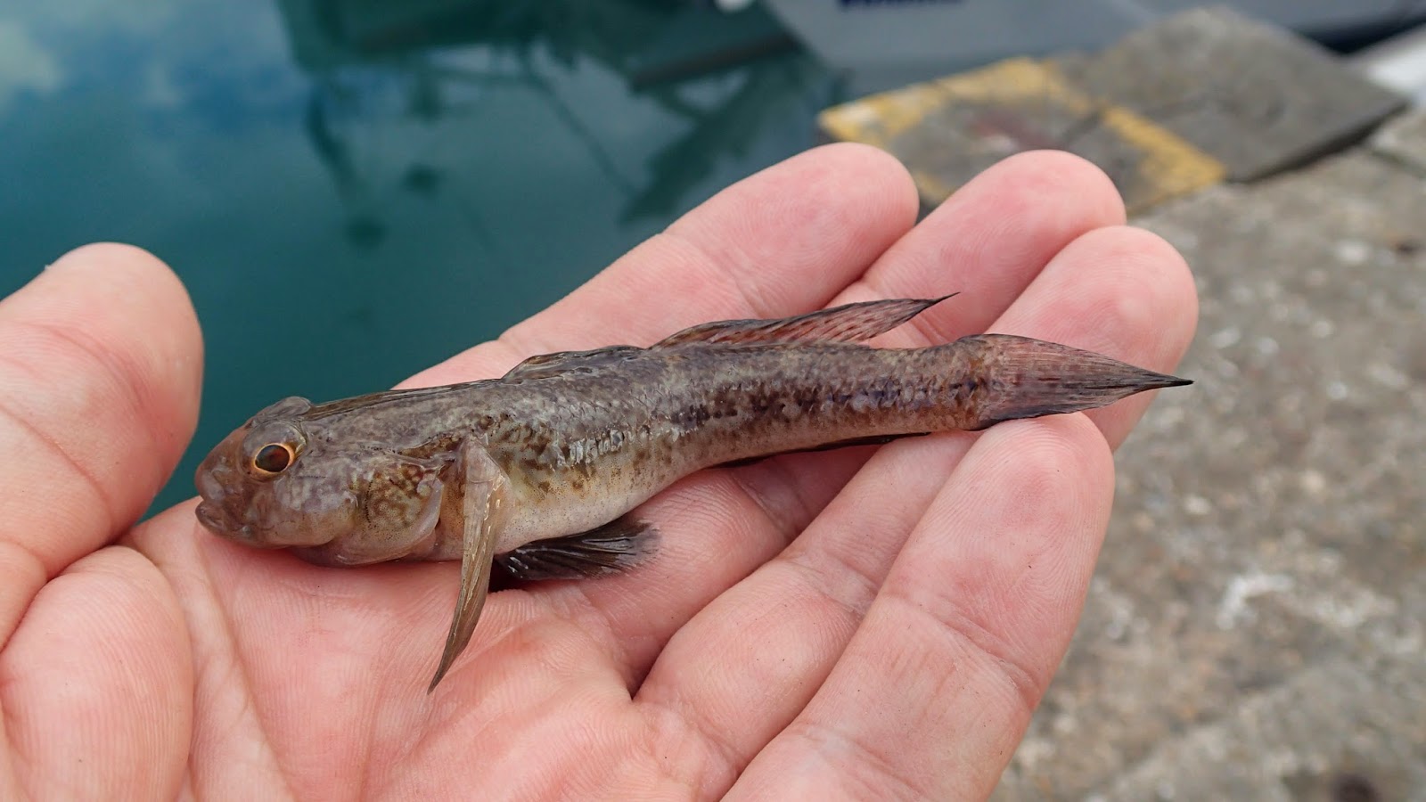 Lure and Light Game: Road Trippin' Day 1 - Weymouth