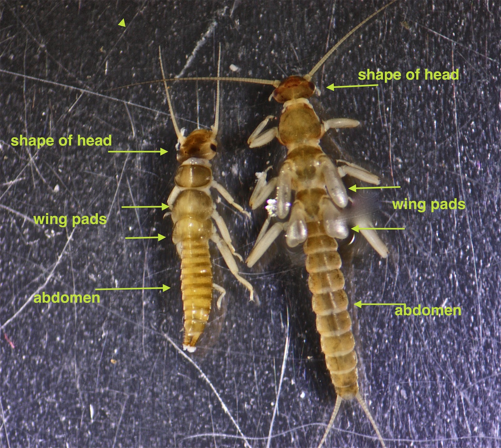 Aquatic Insects of Central Virginia: Another Stonefly Family Returns ...