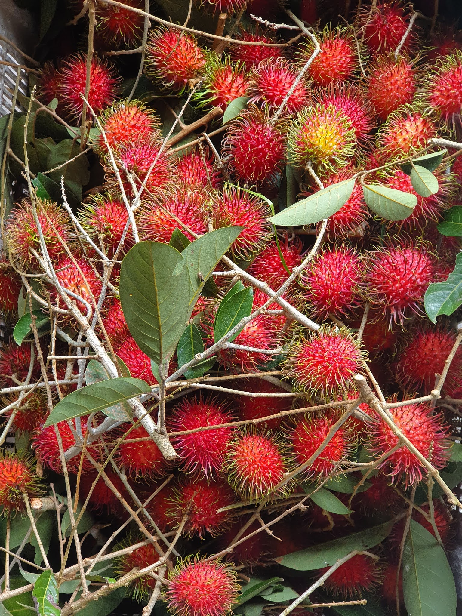 Warisan Petani: Musim Rambutan 'Lok Daun'