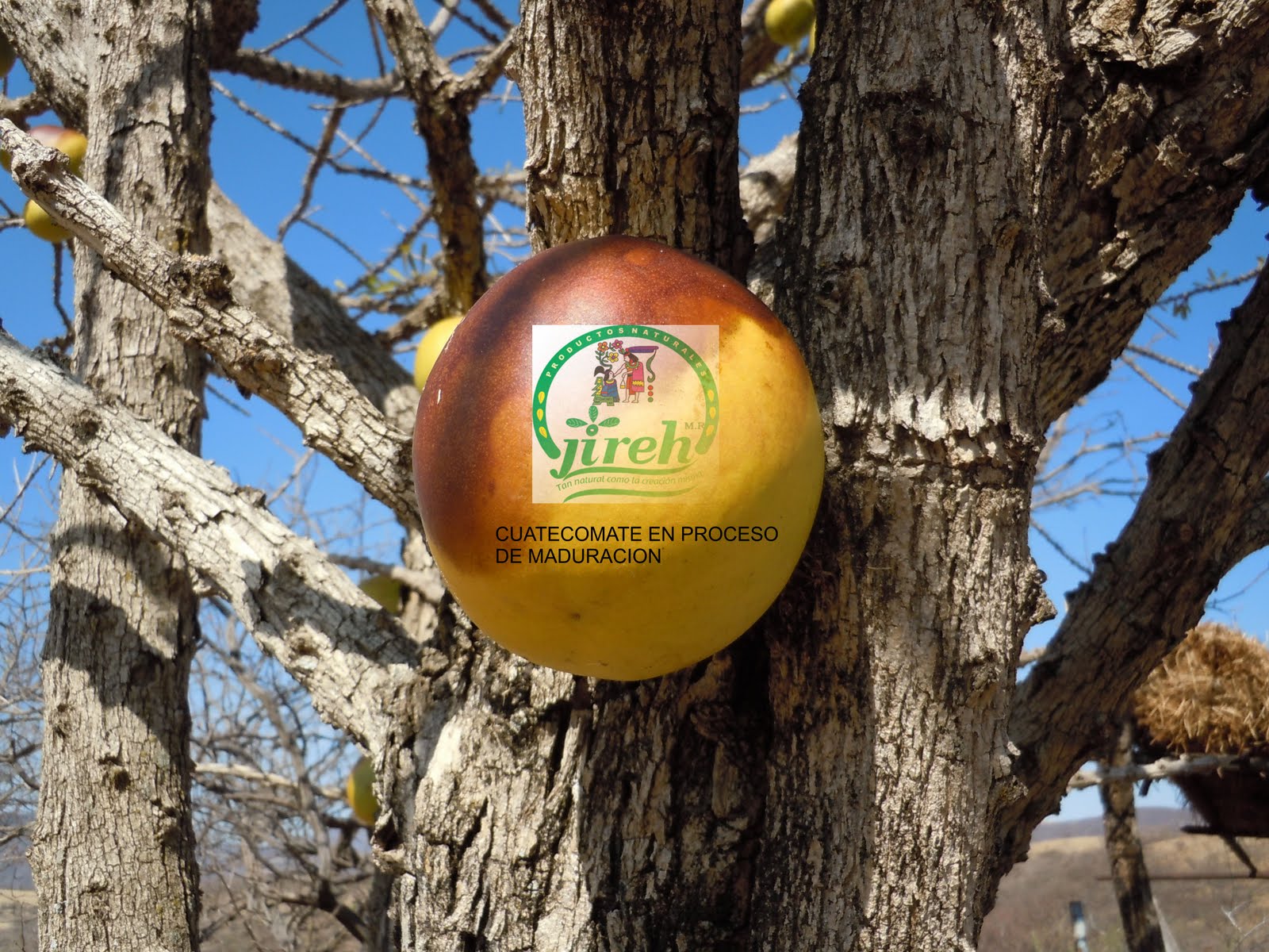 CUATECOMATE TÓNICO PULMONAR JIREH