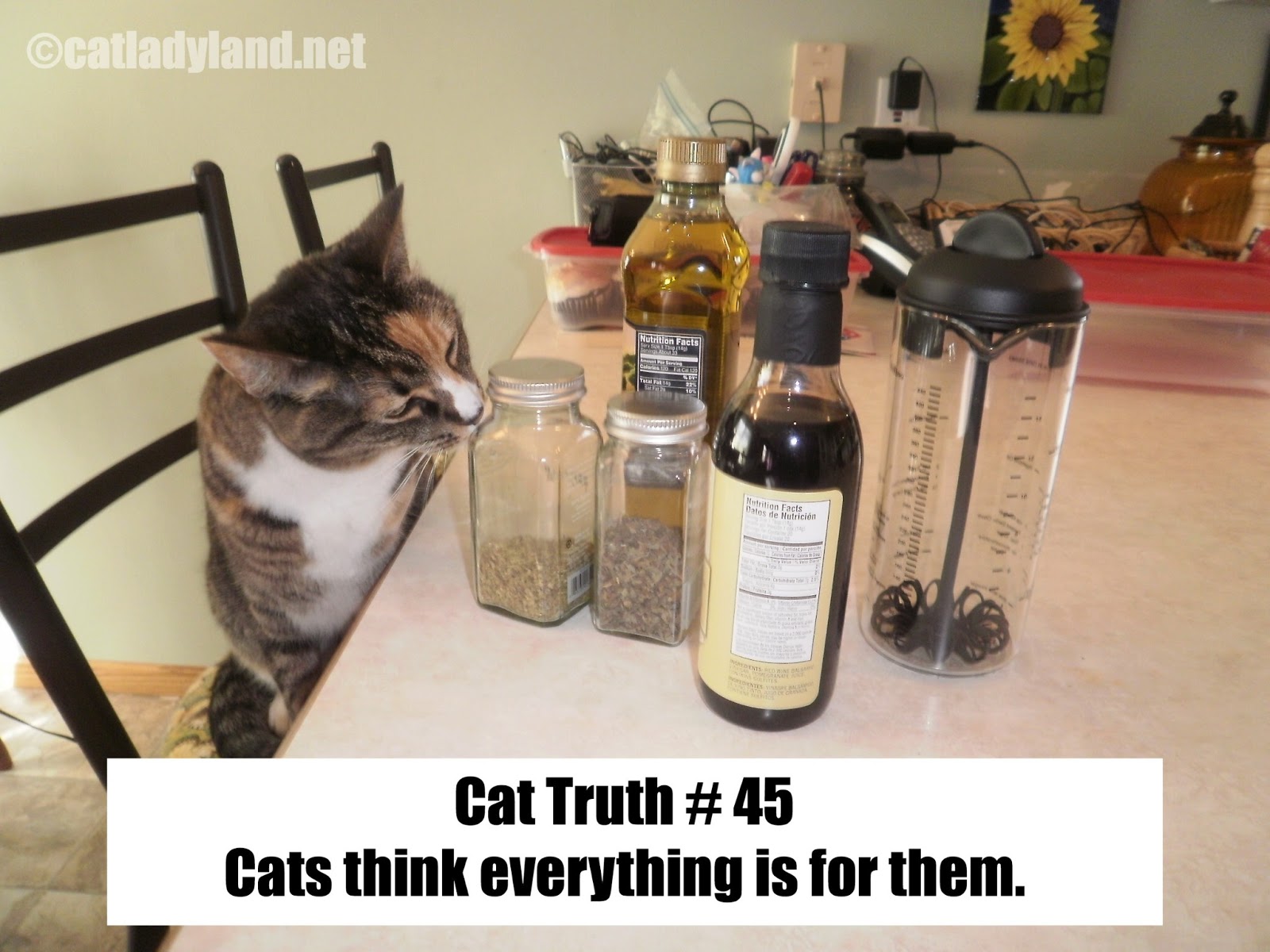 Catladyland: Cats are Funny: Cat Truth #49: Everything Is For Them