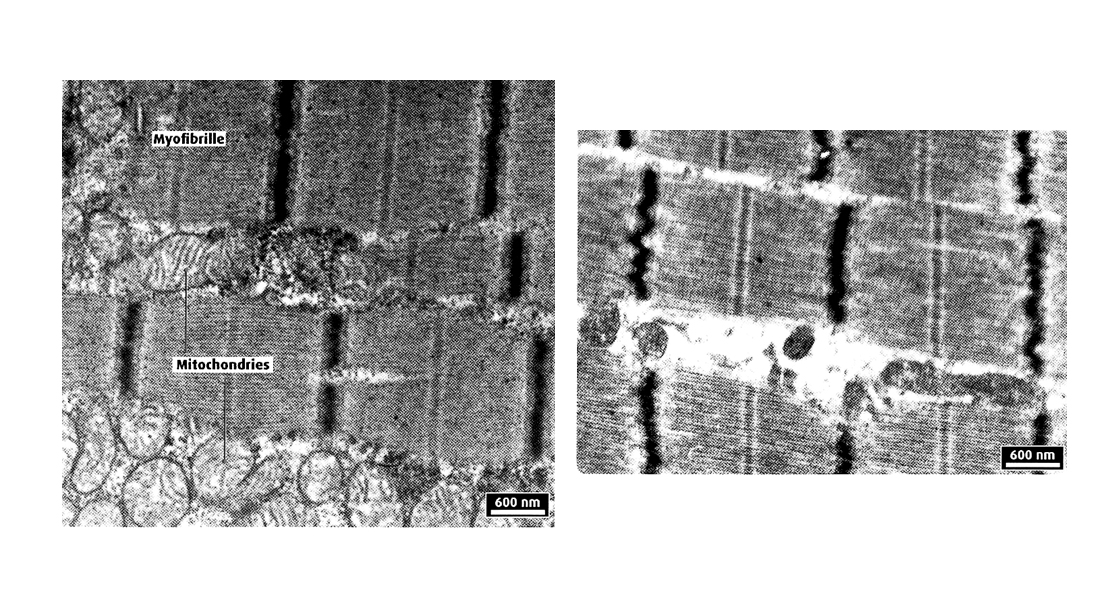 Banque de documents pour les SVT du lycée: Le métabolisme des cellules ...