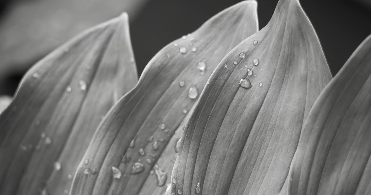 BACK & FRONT THE (COMPACT) CAMERA WITH DANIEL M : MFT: the rebel (image ...