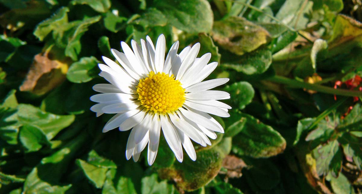 wcs: Little daisies
