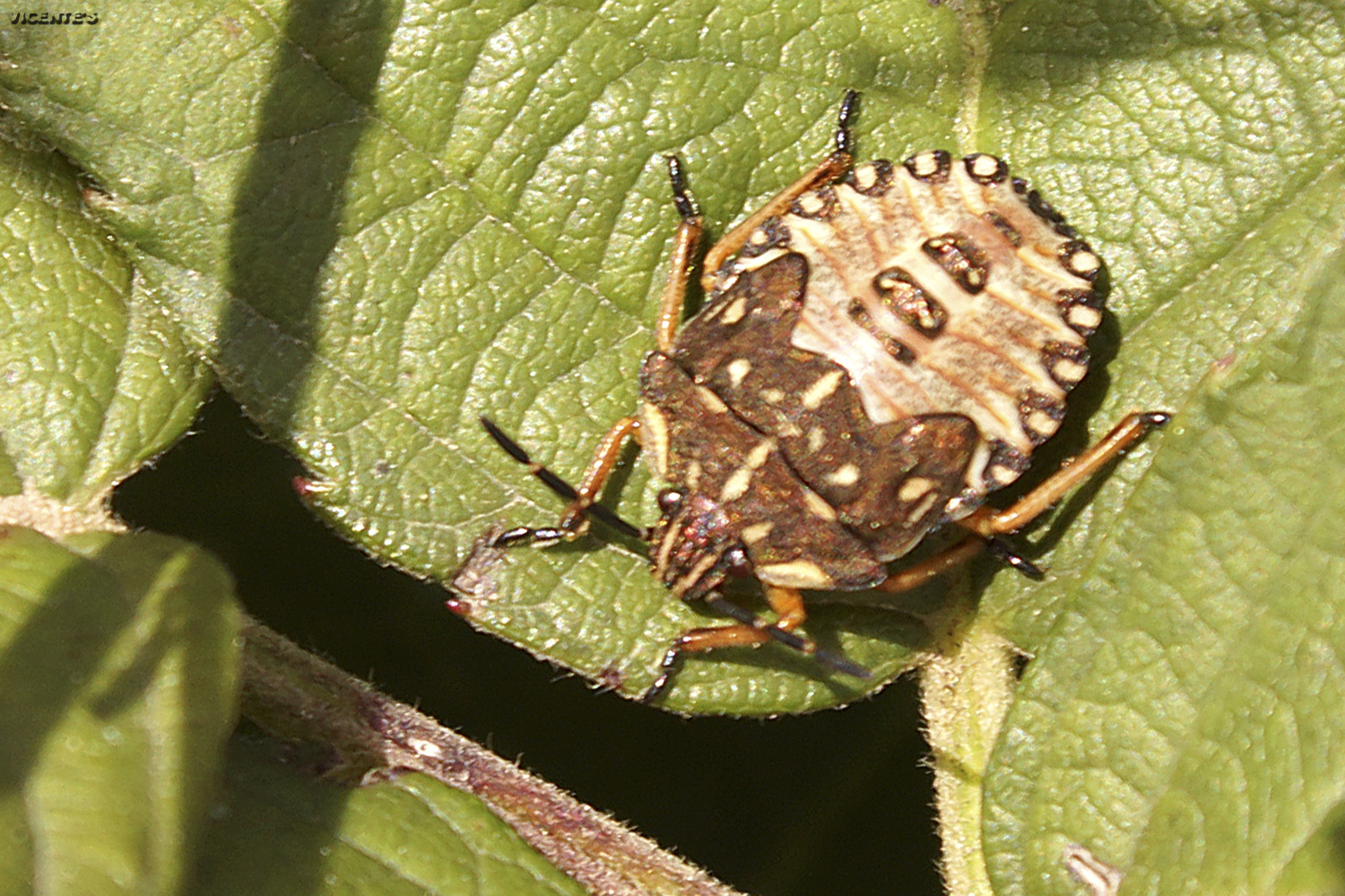 Fauna silvestre de Hormaza: Carpocoris fuscispinus