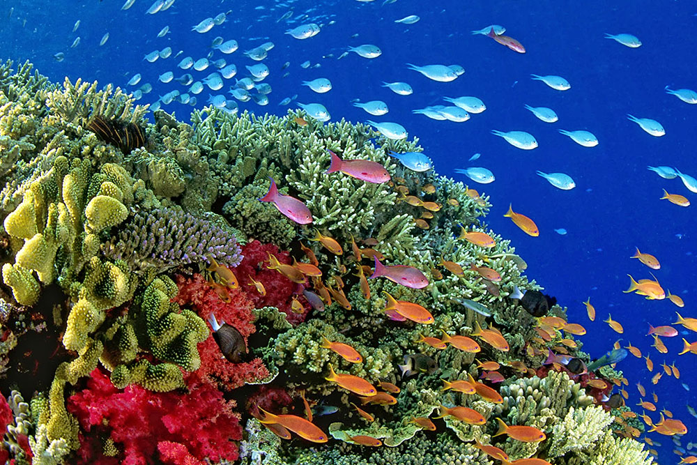 Ras Mohammed National Park, Egypt (with Map & Photos)