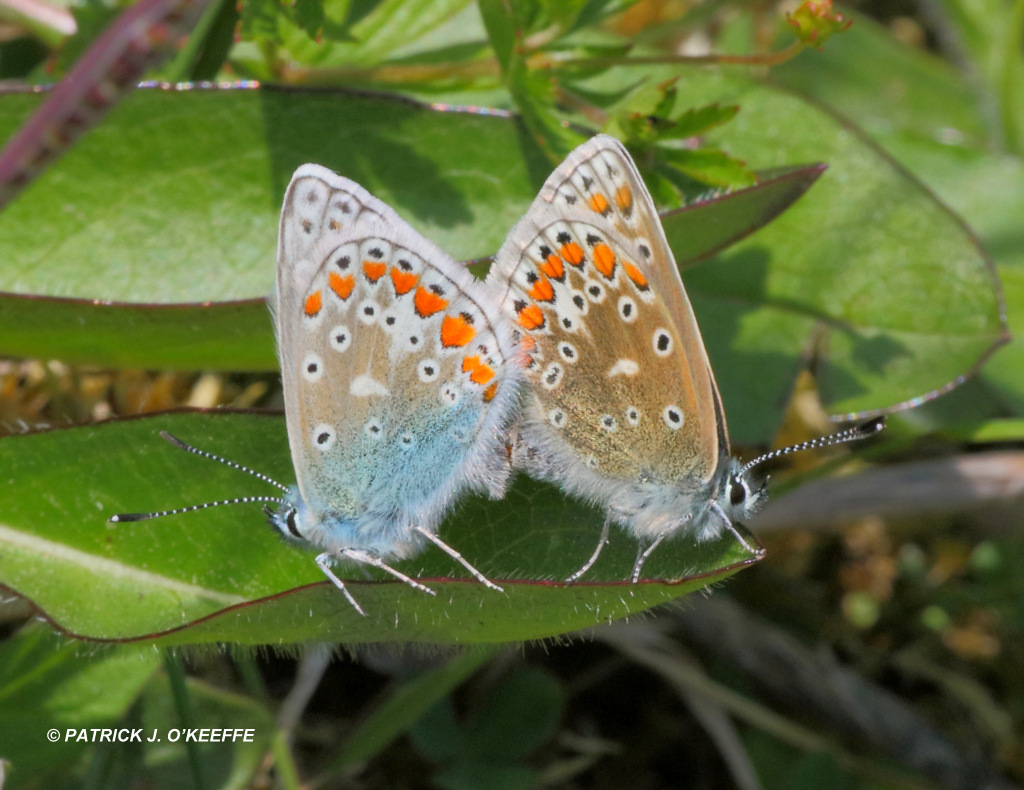 Raw Birds: COMMON BLUE BUTTERFLY (Polyommatus icarus) [pair copulating ...