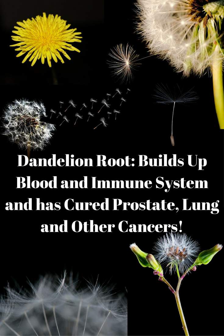 Dandelion Root: Builds Up Blood and Immune System and has Cured ...
