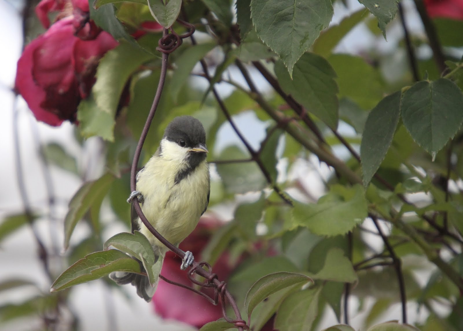 Lowestoft Birding: Fledged Birds
