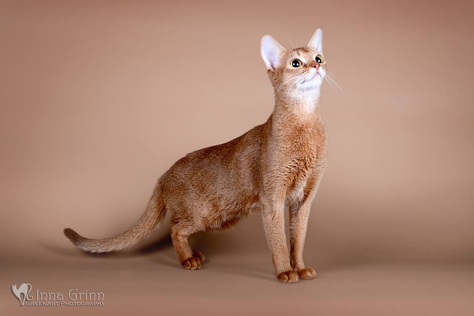 Abisinijos ir Bengalų kačių veislynas "RULANA": Abisinijos katės