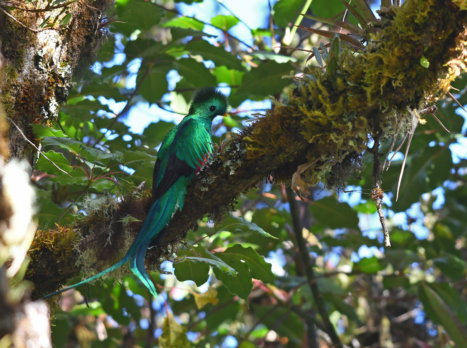 Explorations of an Ecologist: Costa Rica - Parque Nacional Los Quetzales