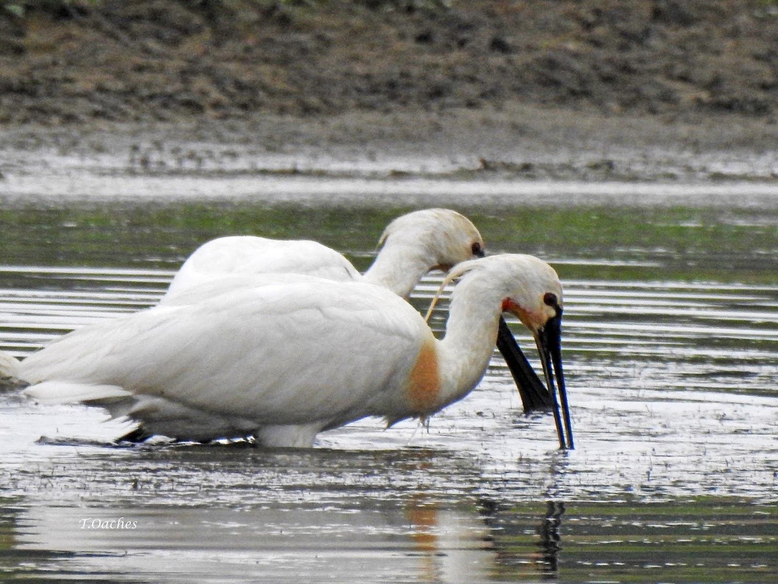 PASARI DIN ROMANIA: LOPATAR, Platalea leucorodia