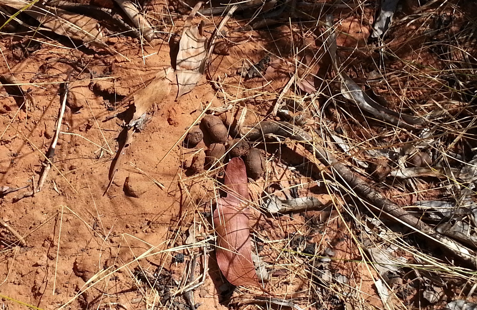 The Twitching Diaries: Bilby Blog