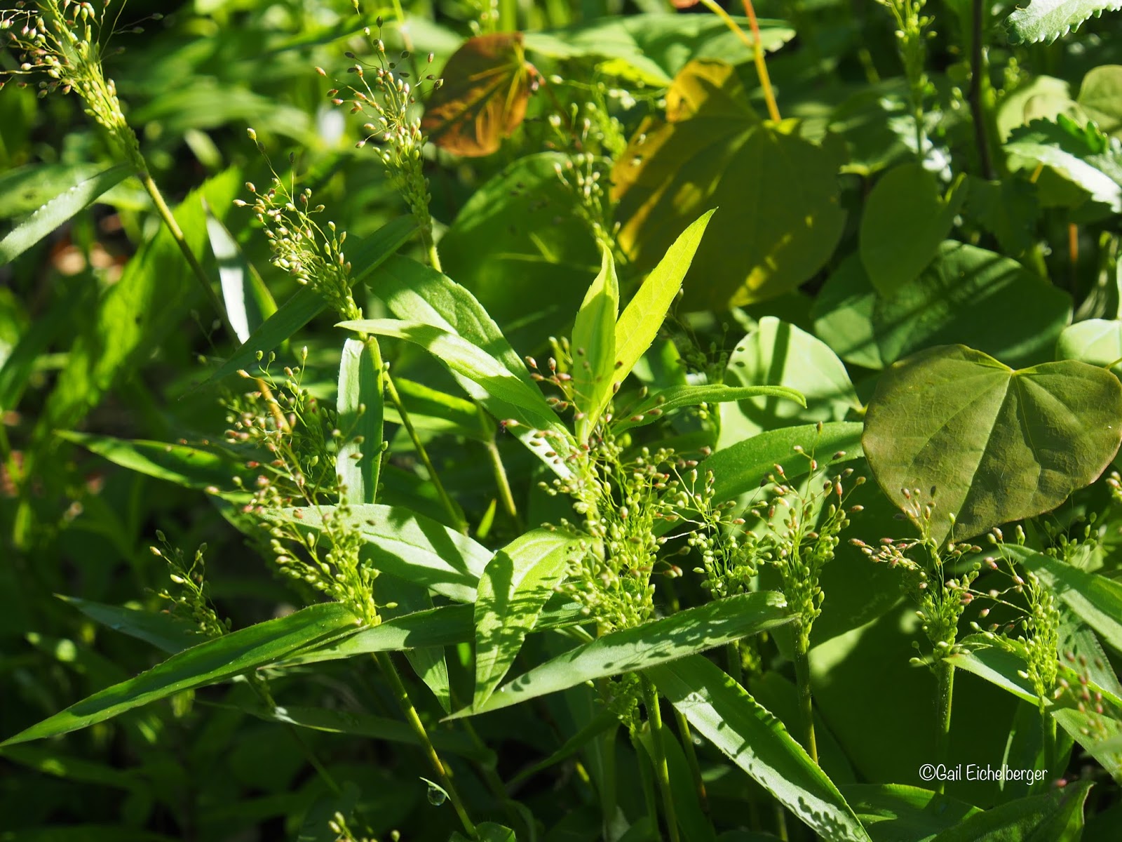 clay and limestone: Wildflower Wednesday: Deer-tongue Grass