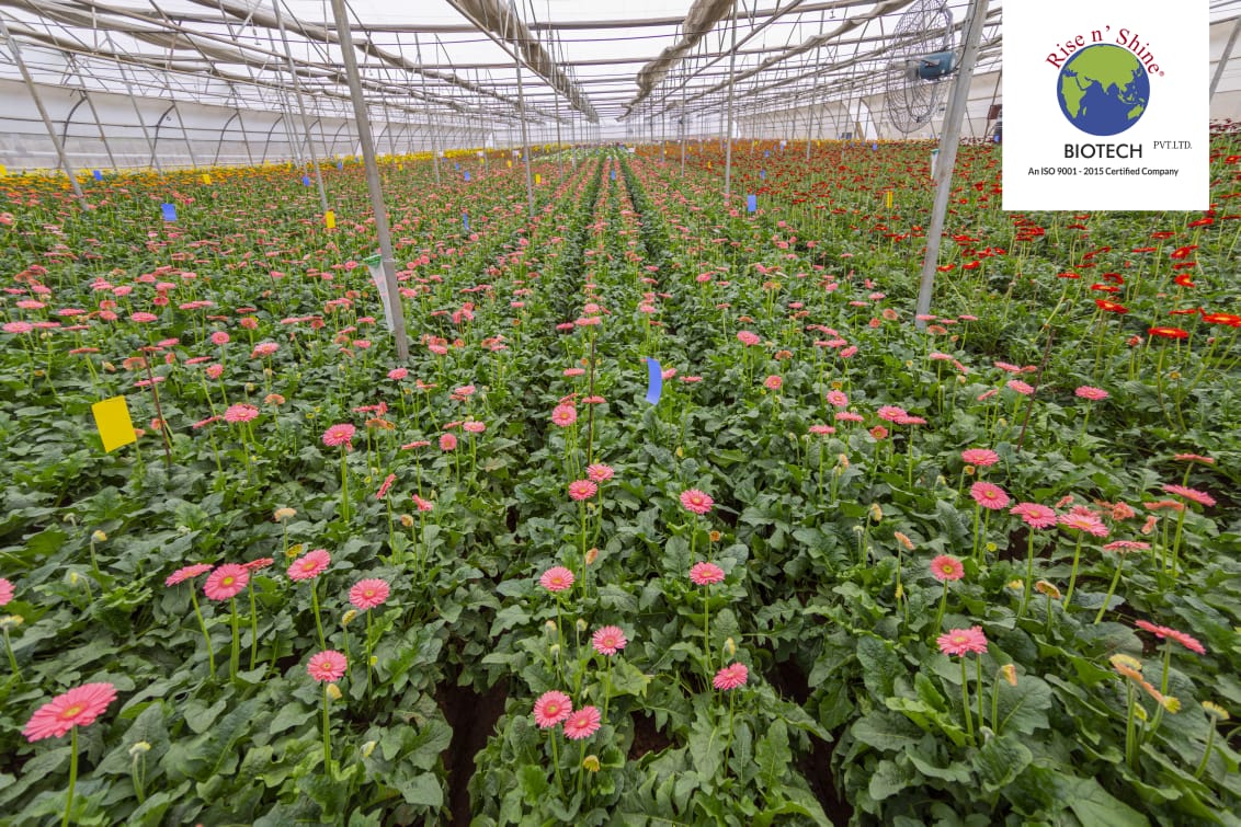 Rise n' Shine Biotech - Floritech