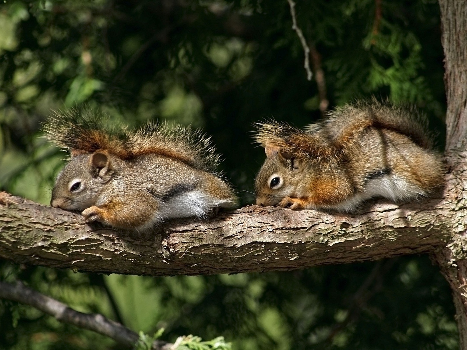 Fotos de ardillas comiendo en bosques