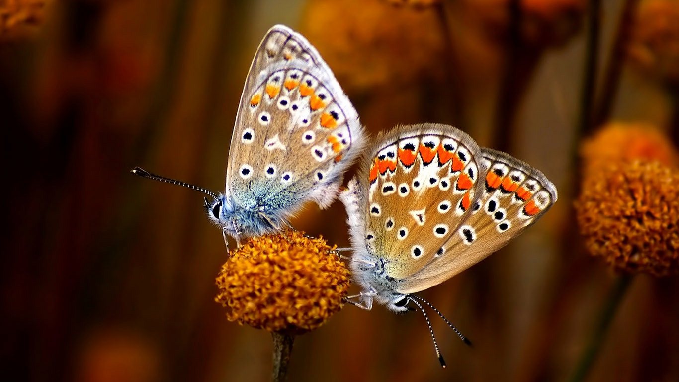 Butterfly HD Wallpapers