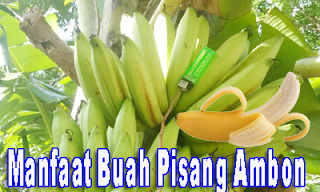 8 Manfaat Buah Pisang Ambon untuk Kesehatan - Liputan Kampung