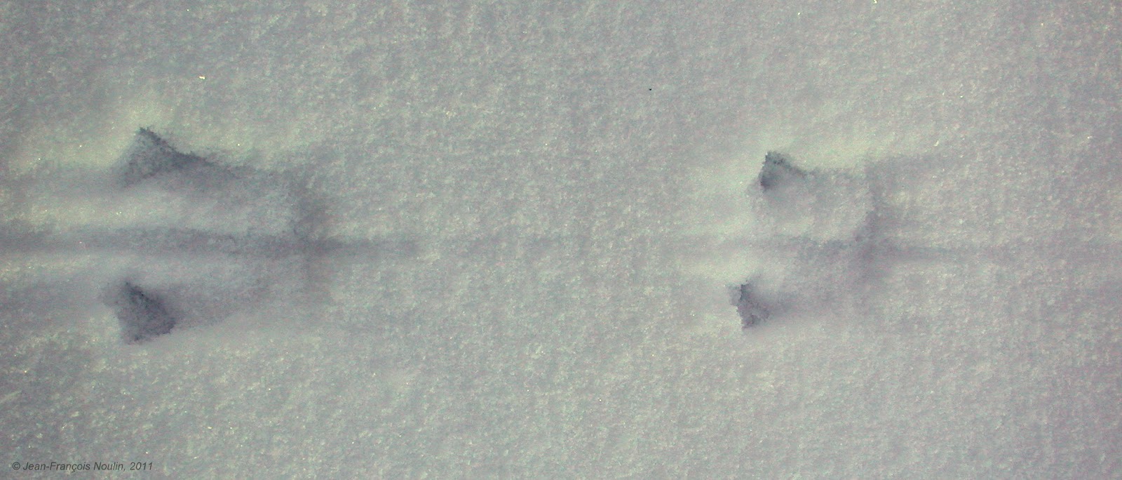 Carnet naturaliste: Hermine ou Belette