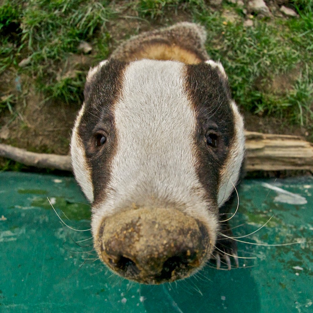 Matt's Photos: Badgers