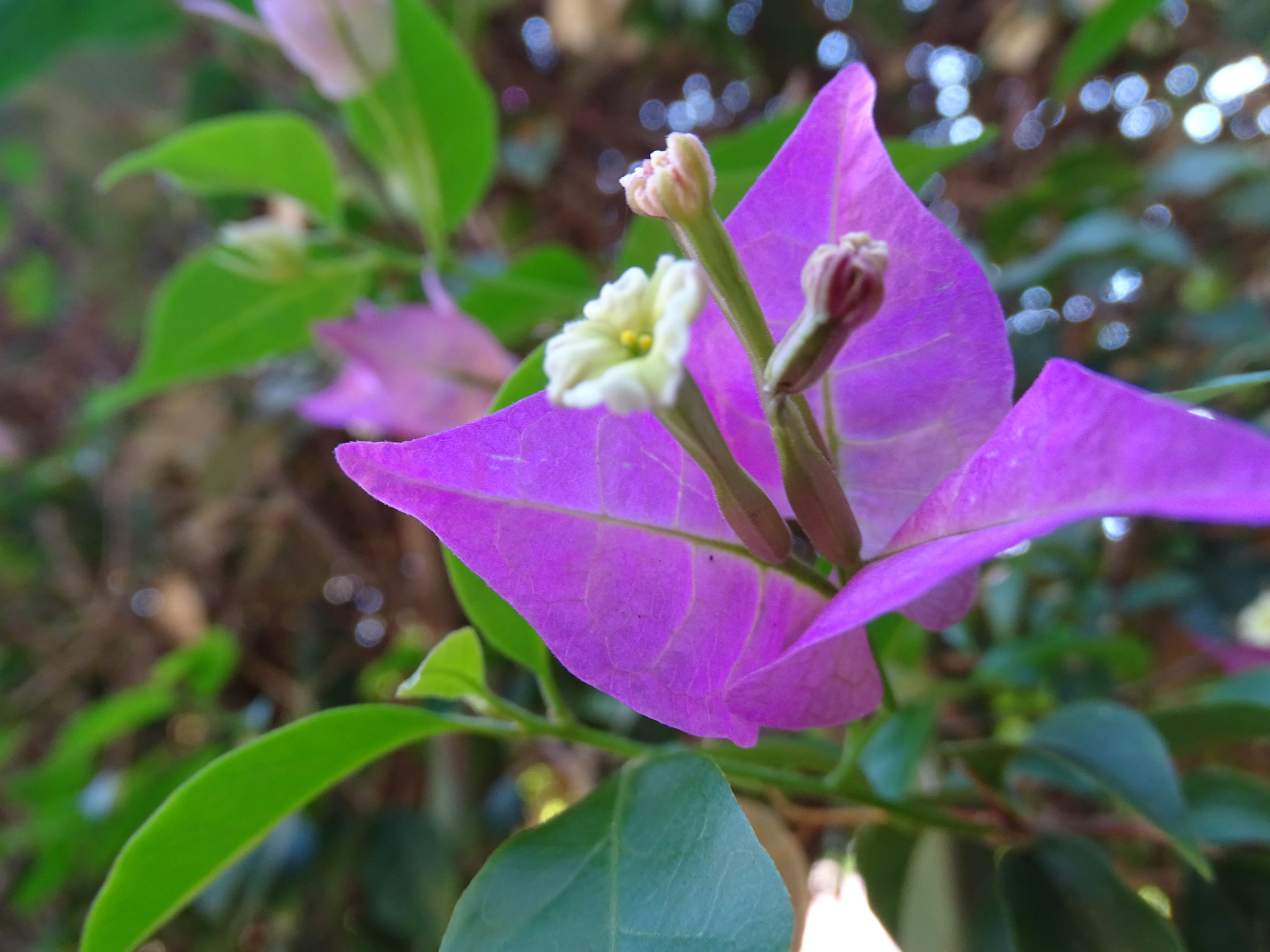 Bougainvillea spectabilis - Great bougainvillea care and culture ...