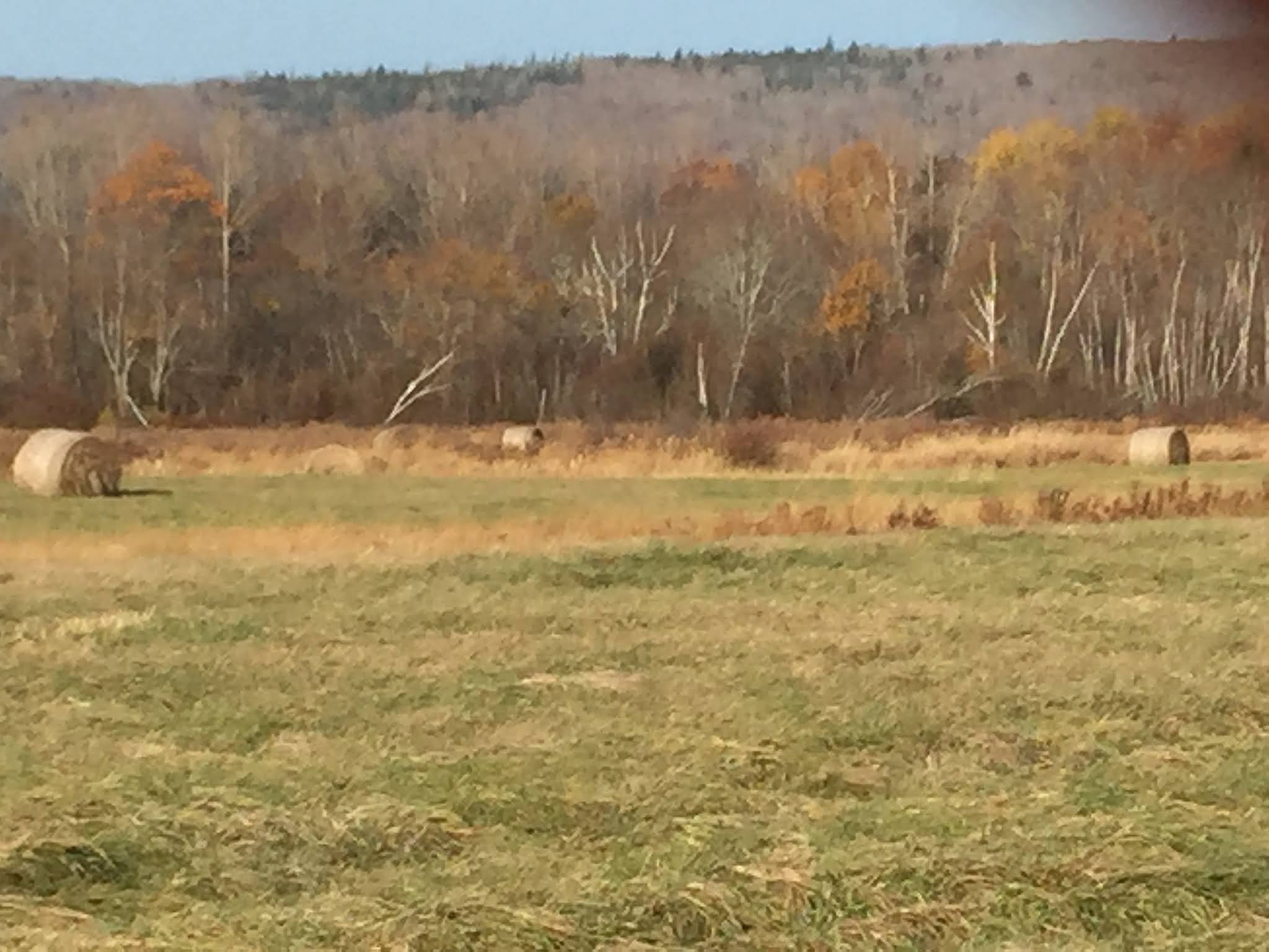 Tanglewood Threads: Tree lines Moving into the Backwoods Piece