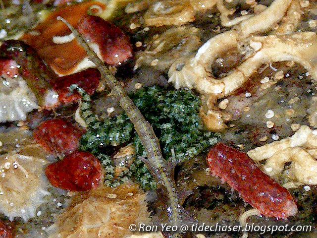 tHE tiDE cHAsER: Sea Cucumbers (Phylum Echinodermata: Class ...