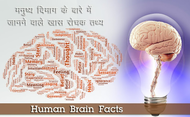 Human Brain Facts In Hindi Amazing Brain Facts Hindi human-brain-facts-in-hindi-amazing-brain-facts-hindi